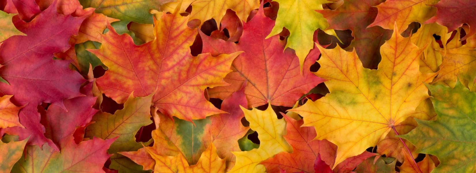 Greenville Heating And Air Maintenance Tips For The Fall Season